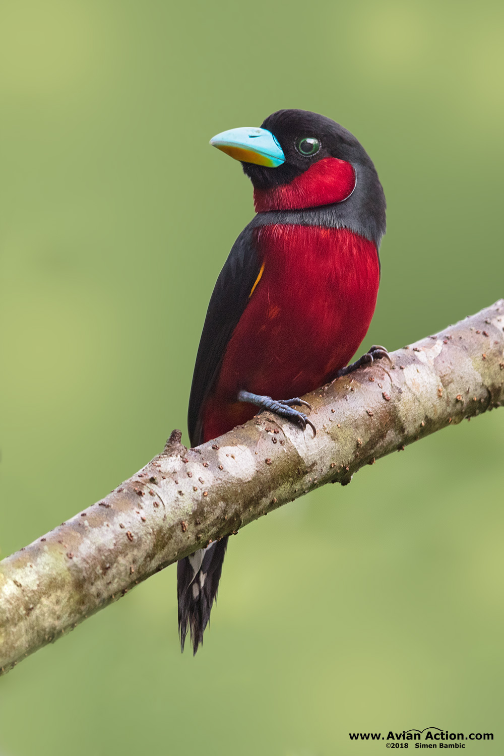 Birds of Thailand – Avian Action